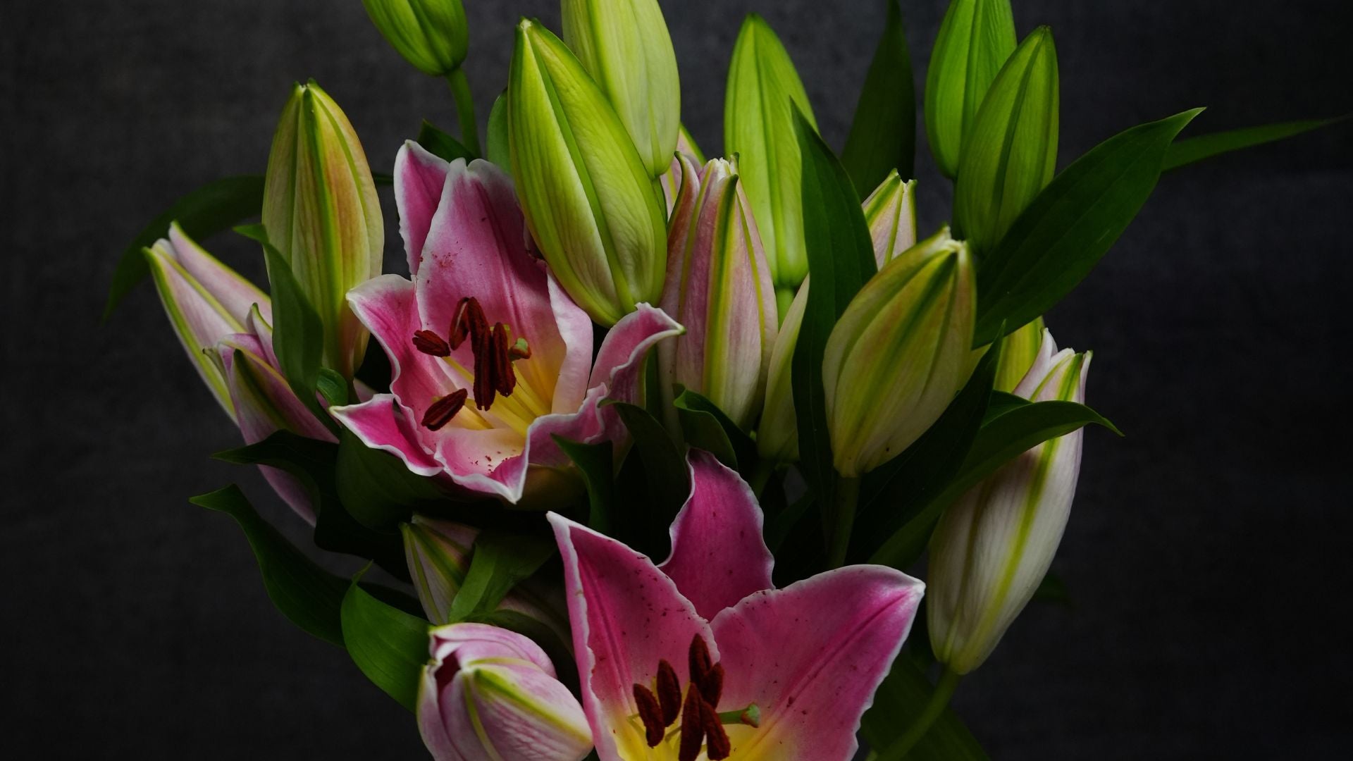 6 Beautiful Rainy Season Flowers That Thrive in Monsoon – Hanabee
